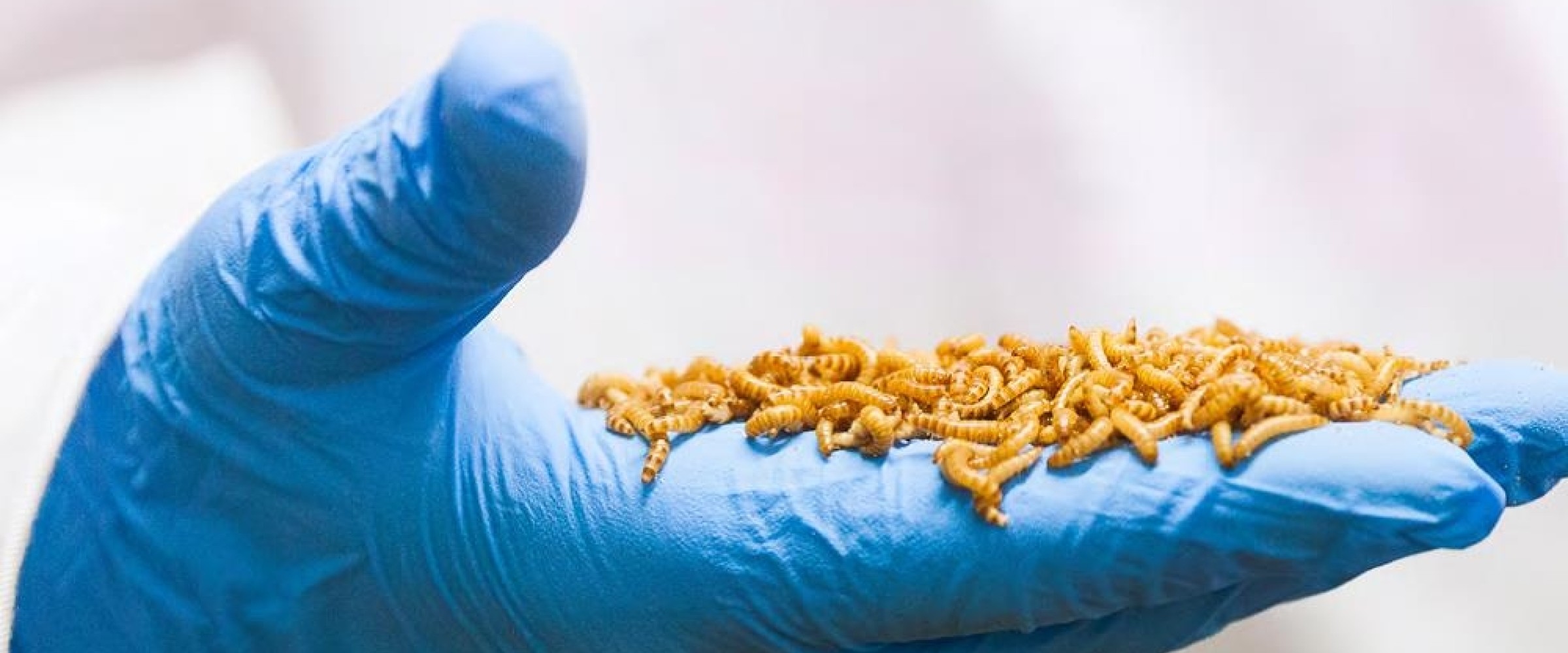 Marktstudie insectenkweek | De Brabantse Ontwikkelings Maatschappij